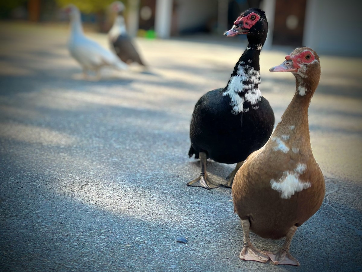 Ducks (Not) In A Row – Going On 40